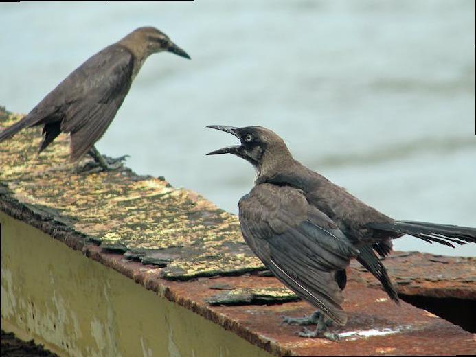 Mastering London'S Unique Slang: A Beginner'S Guide - London Fans