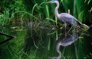 Mastering London'S Unique Slang: A Beginner'S Guide - London Fans